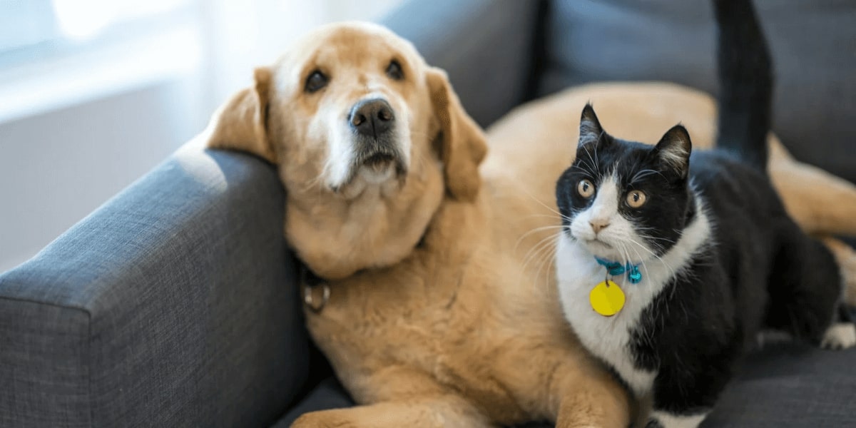 Saiba quais as principais regras para convivência com animais de ...