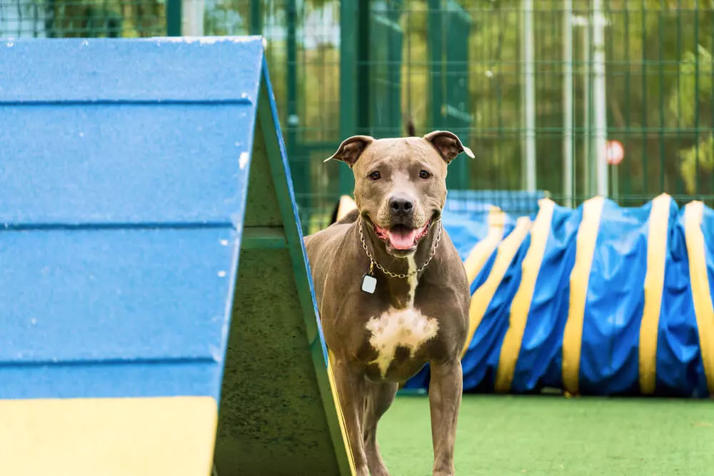 Saiba por que o pet place é um diferencial em condomínios